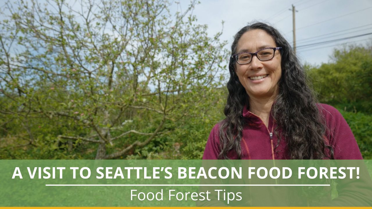 A Visit to Seattle's Beacon Food Forest! - Broken Ground Permaculture